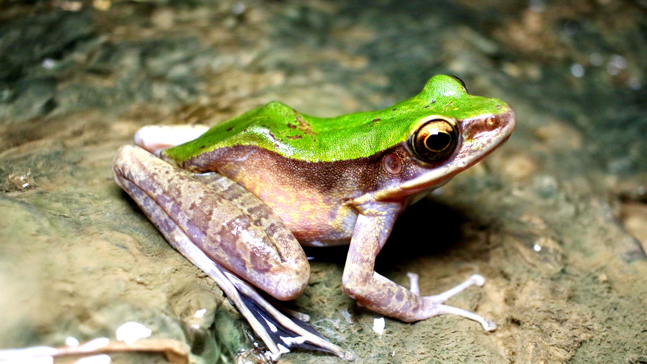 The Large Odorous Frog EYESHENZHEN The Large Odorous Frog EYESHENZHEN