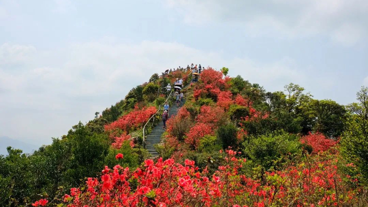 Take Delight In Rhododendron On Mt Wutong EYESHENZHEN