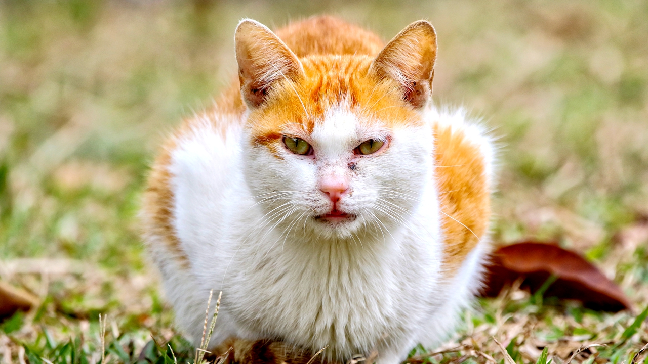 The Domestic Cat EYESHENZHEN