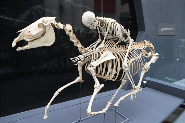 Animal skeletons land in SZ Museum| Until Sept. 1_EYESHENZHEN