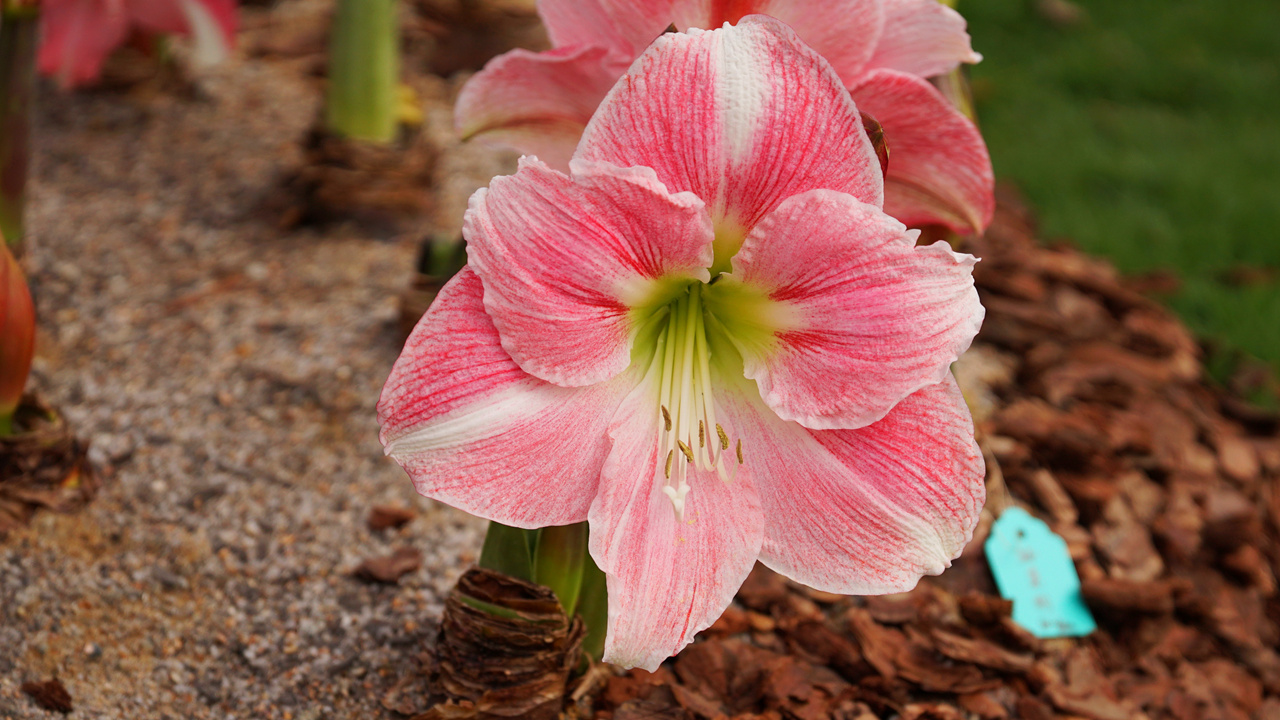 Xiangmi Park greets new year with flowers_EYESHENZHEN