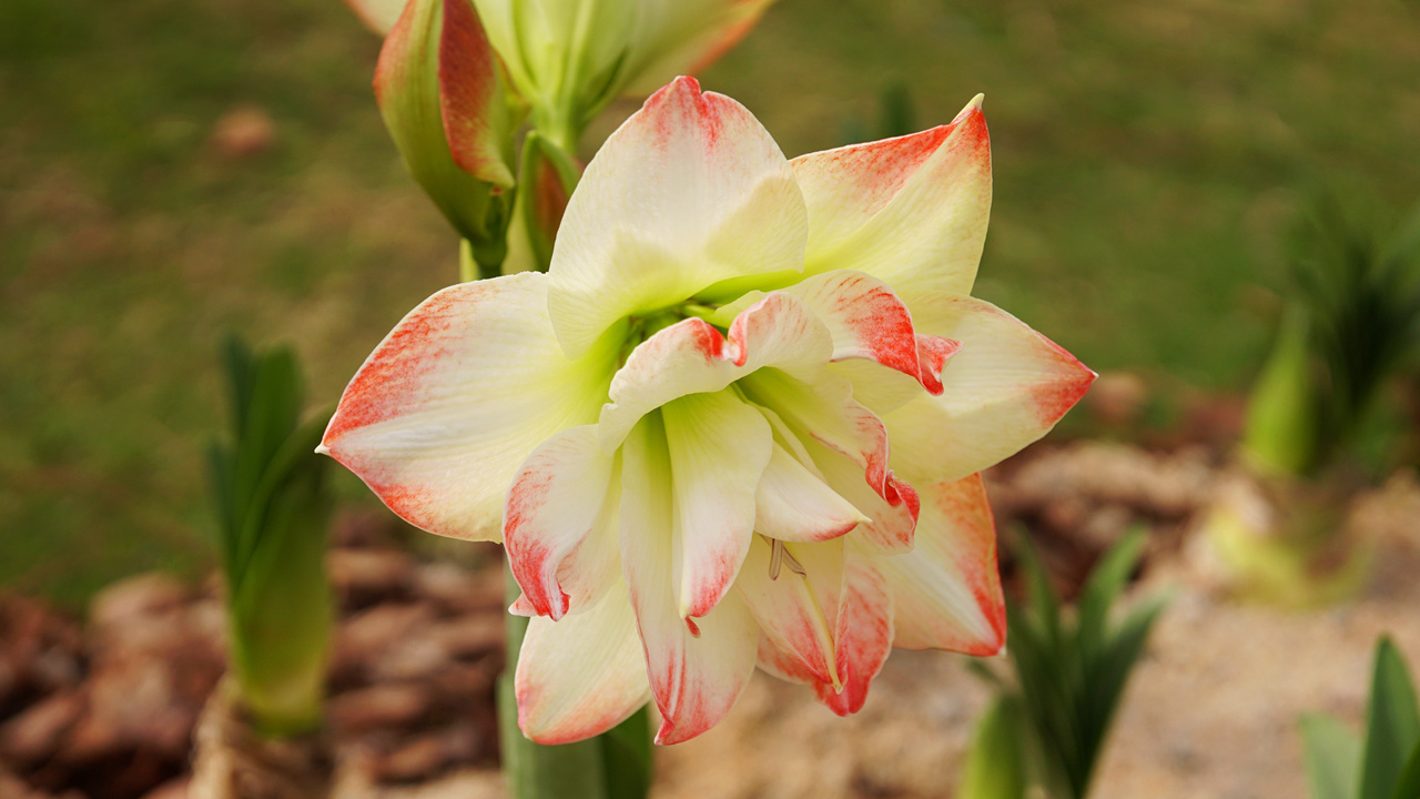 Xiangmi Park greets new year with flowers_EYESHENZHEN