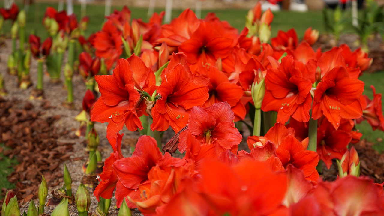 Xiangmi Park greets new year with flowers_EYESHENZHEN