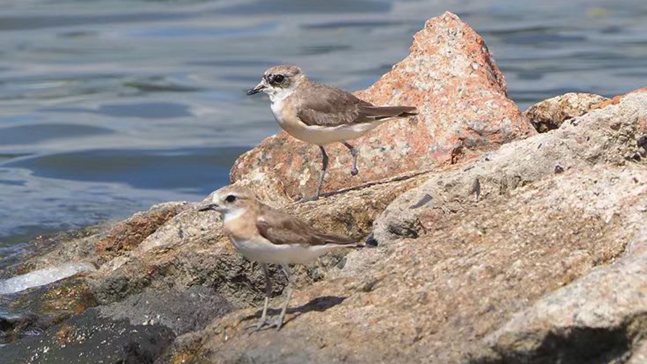 'Tough Bird' flies back in town_EYESHENZHEN