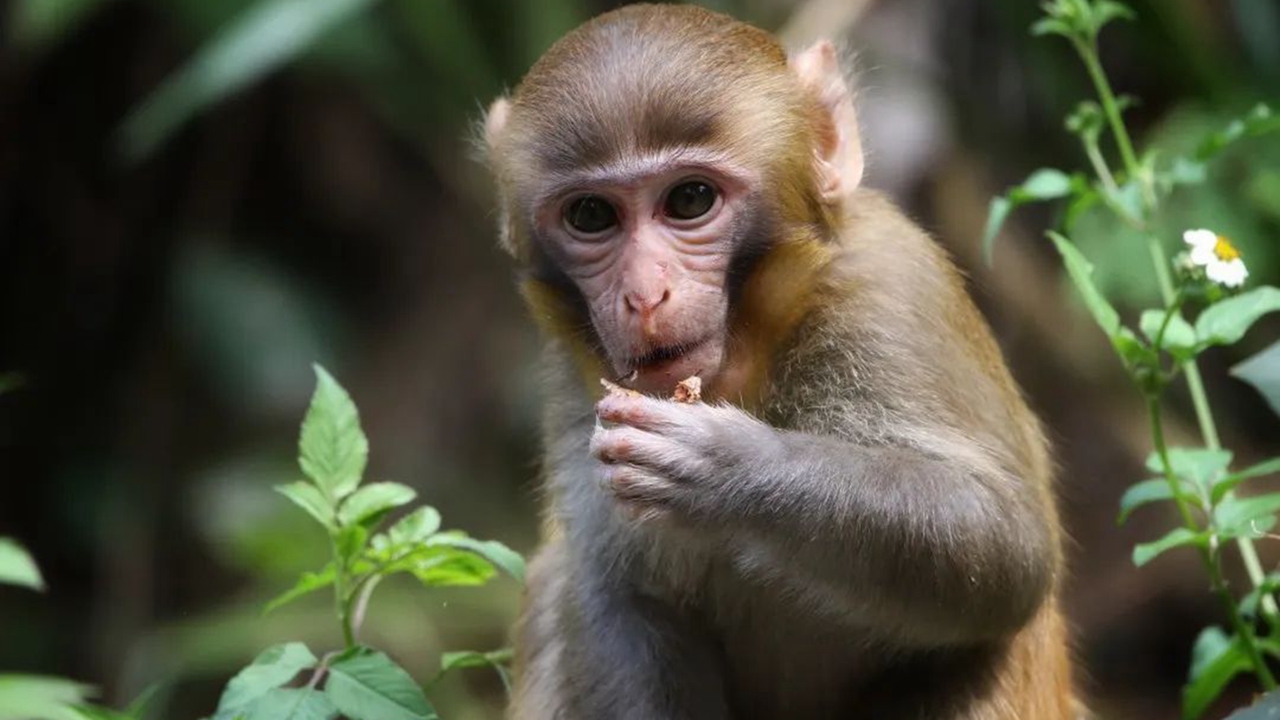 COP15 | Expats' voices on SZ's biodiversity_EYESHENZHEN