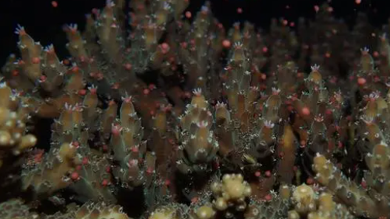 Coral spawning livestream garners 200M views_EYESHENZHEN