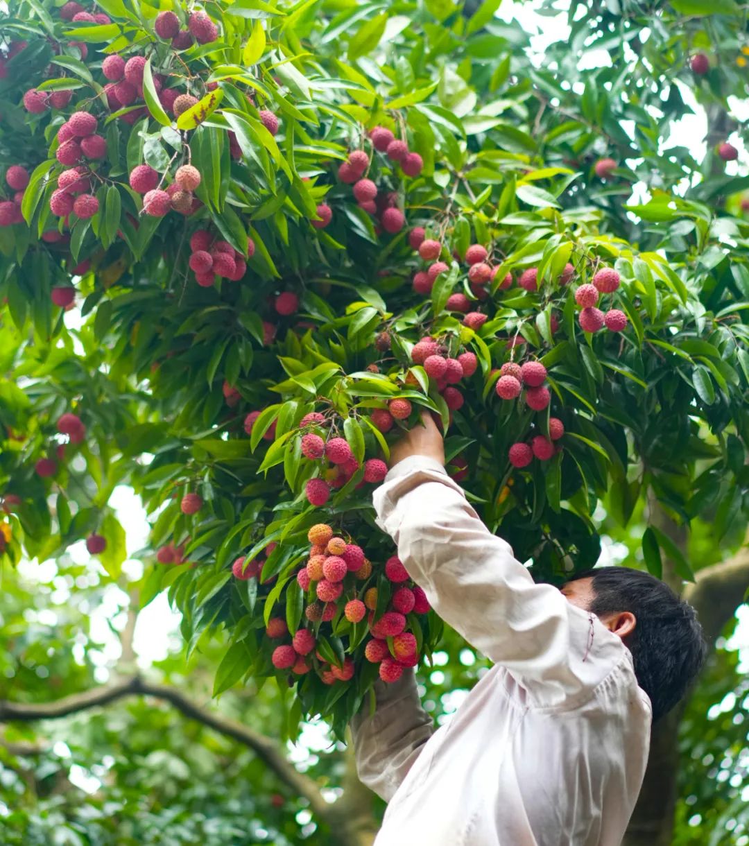 SZ airport facilitates litchi transport_EYESHENZHEN