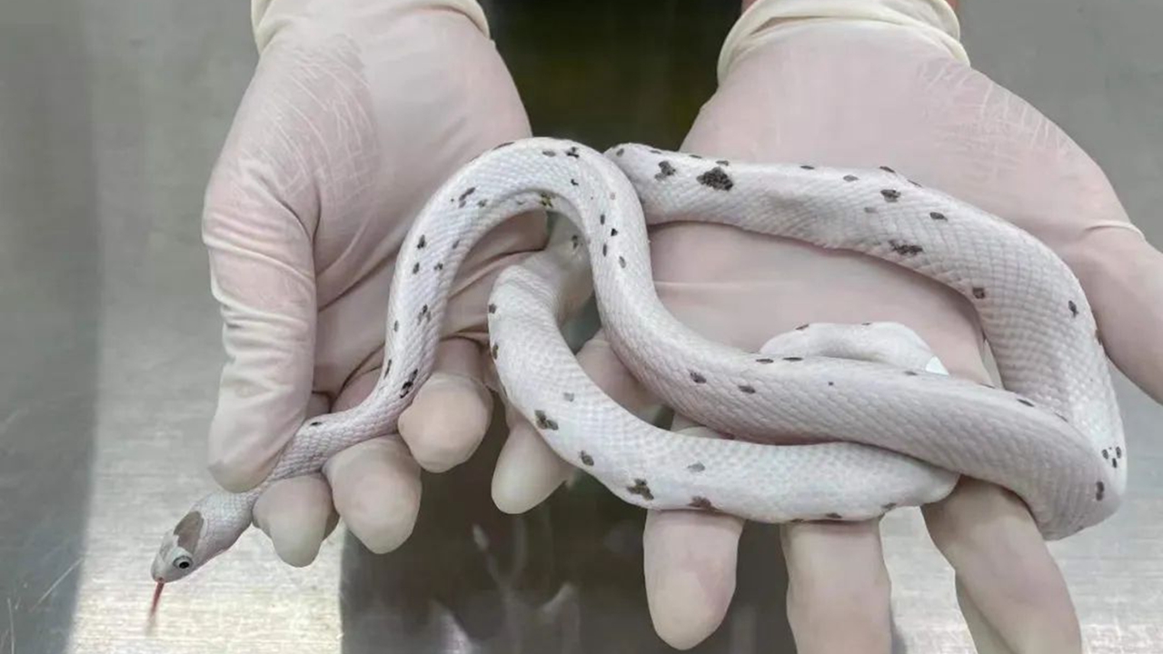 Woman conceals five live snakes around her chest_EYESHENZHEN