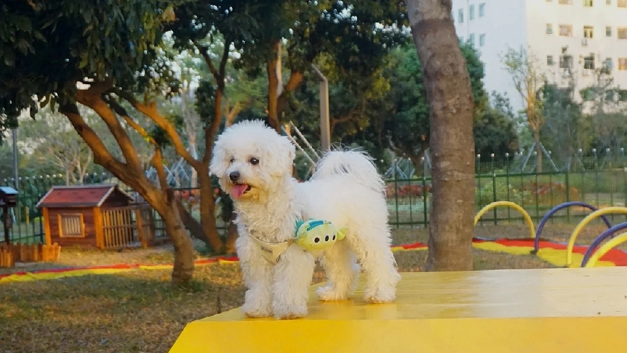 Unleashing Fun: Discovering dog parks in city_EYESHENZHEN
