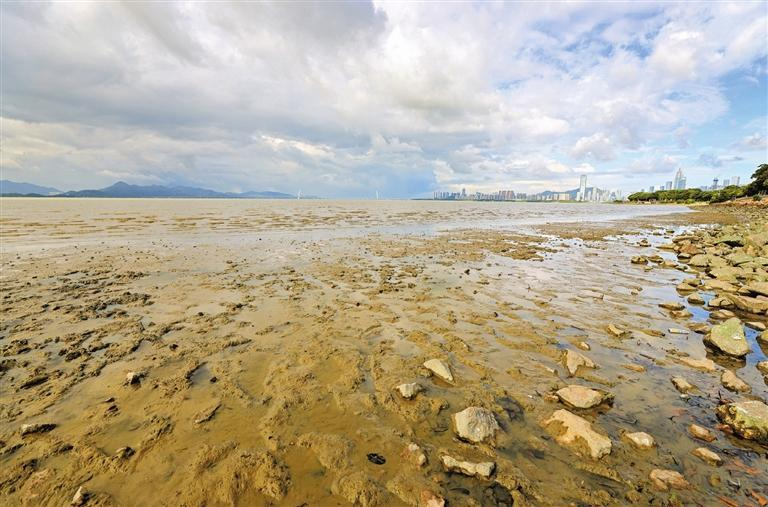 Experts: Wide stretch of mudflats is result of natural phenomenon ...