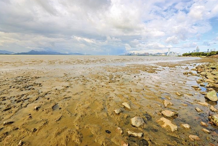 Experts: Wide stretch of mudflats is result of natural phenomenon ...
