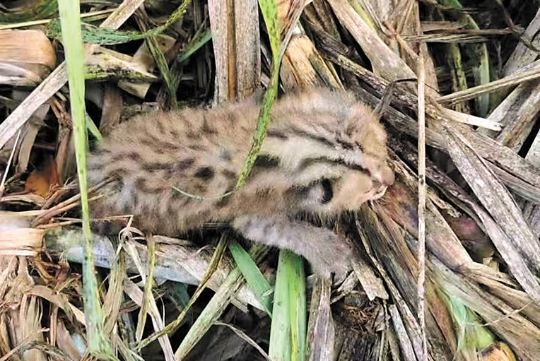 Leopard cat cub rescued at Tanglang Mountain Country Park_EYESHENZHEN