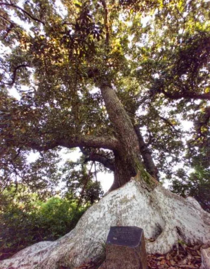 Ancient mangrove cluster receives national recognition_EYESHENZHEN