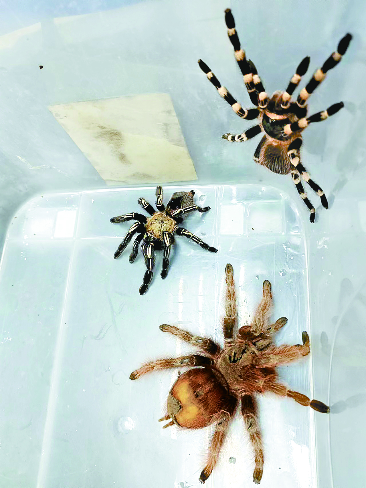 Smart tech spots exotic pets_EYESHENZHEN