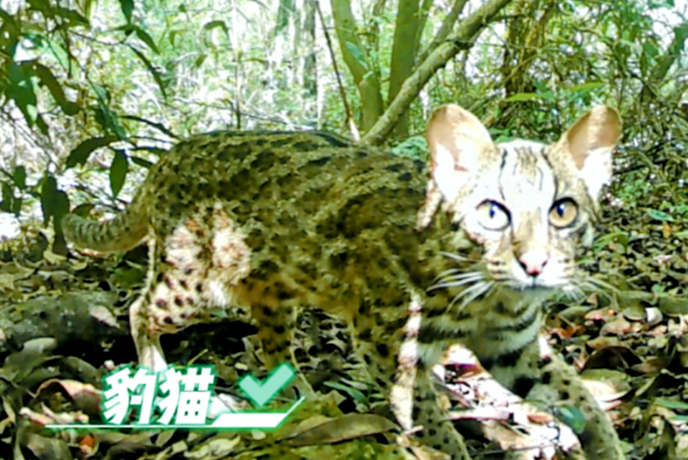 Dozens of protected wild animals spotted_EYESHENZHEN