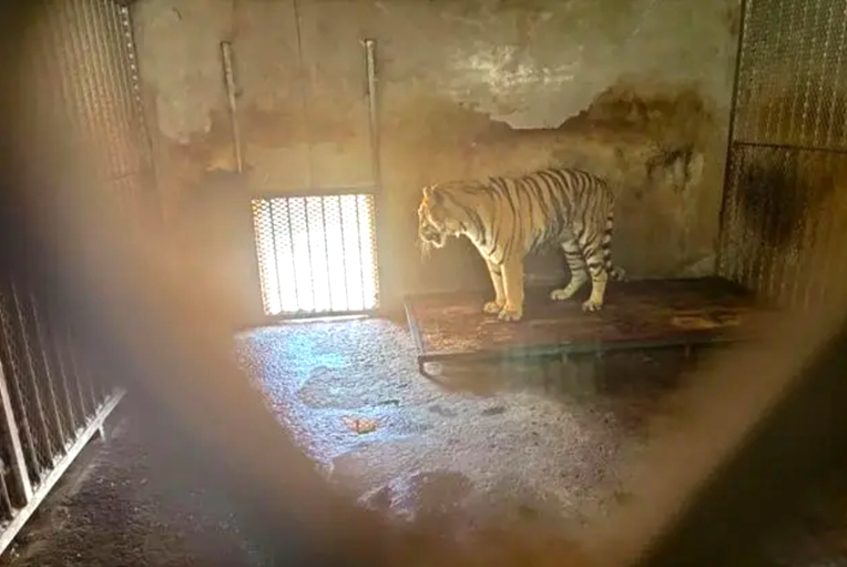 Park probed over dead Siberian tigers_EYESHENZHEN