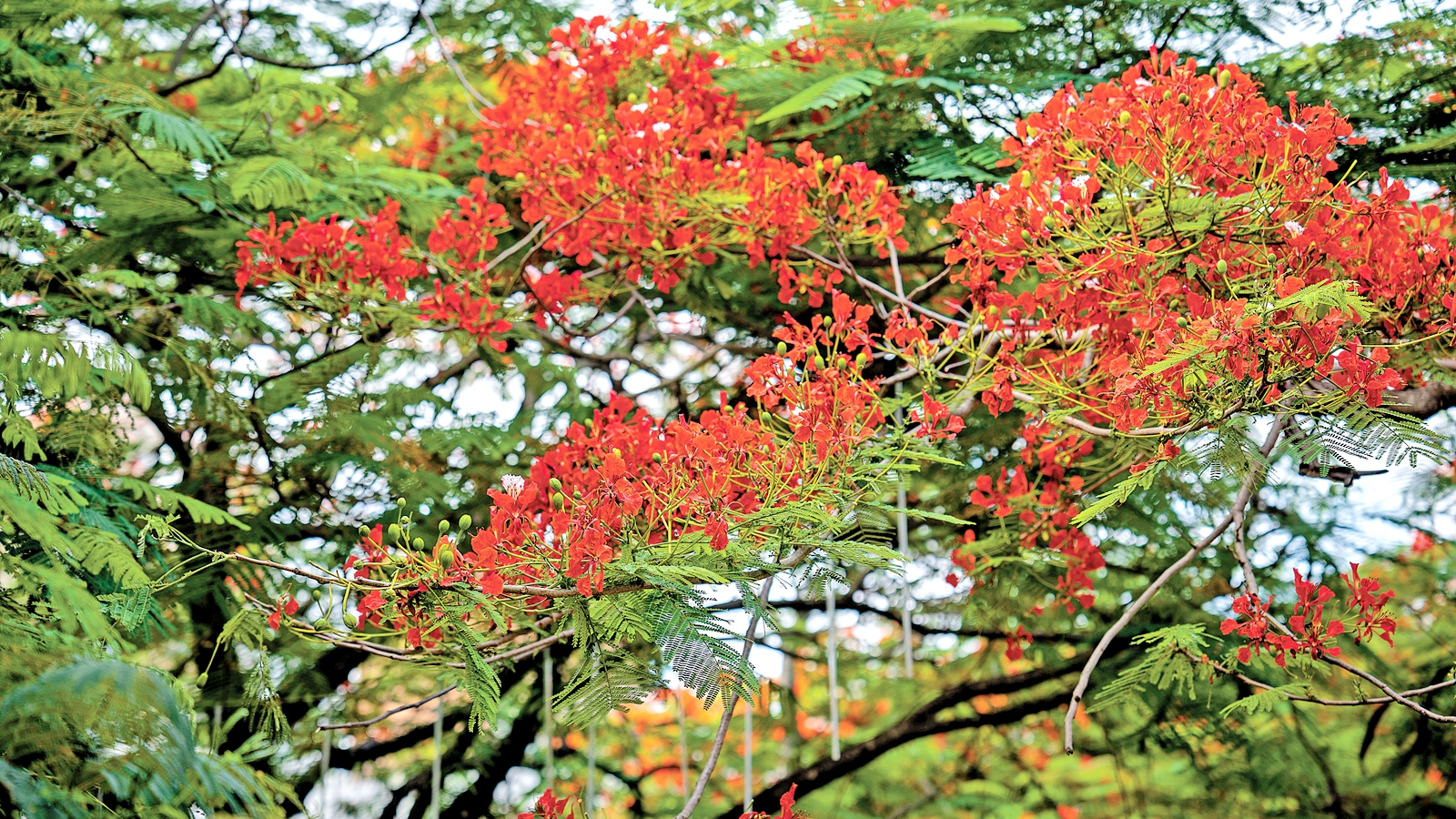Embrace nature's beauty at Phoenix Flower Carnival_EYESHENZHEN