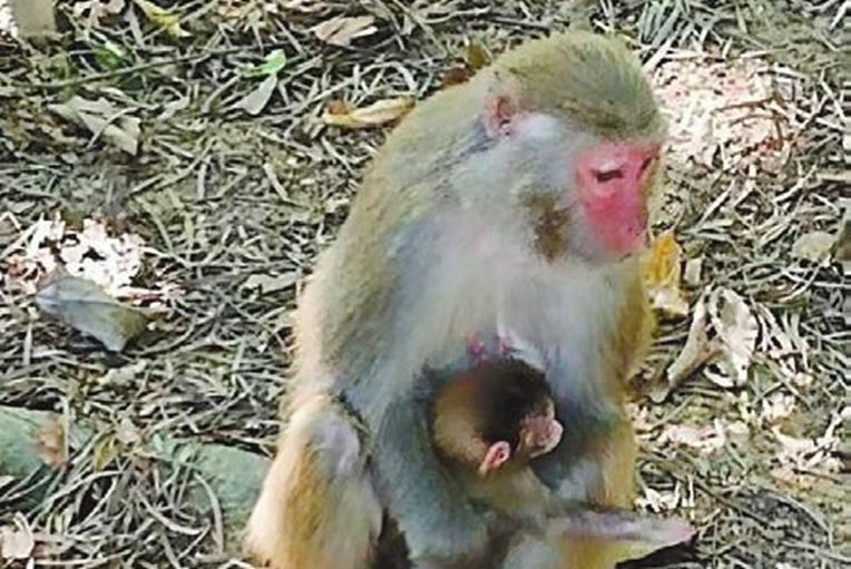 ‘Monkey Kingdom’ welcomes 10 baby macaques_EYESHENZHEN