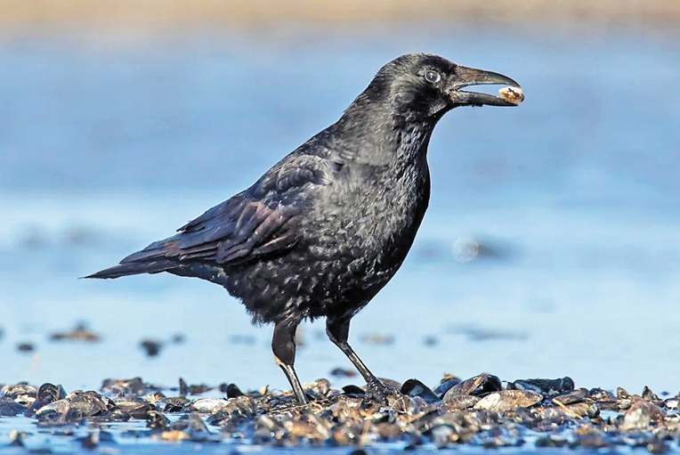 New study finds crows can count up to four_EYESHENZHEN