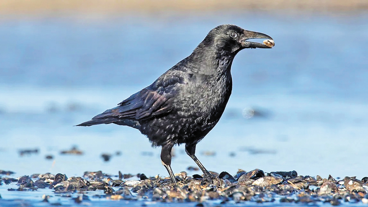 New study finds crows can count up to four_EYESHENZHEN