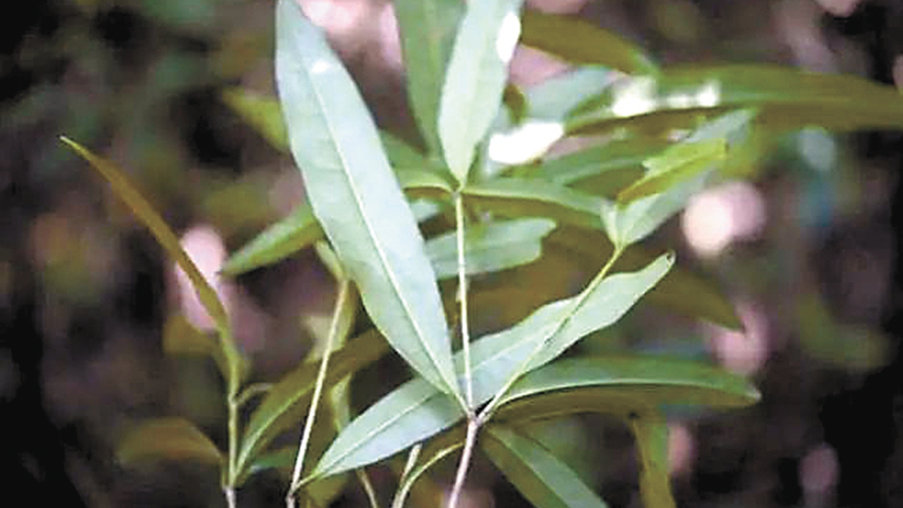 3 rare animal species spotted in Dapeng_EYESHENZHEN