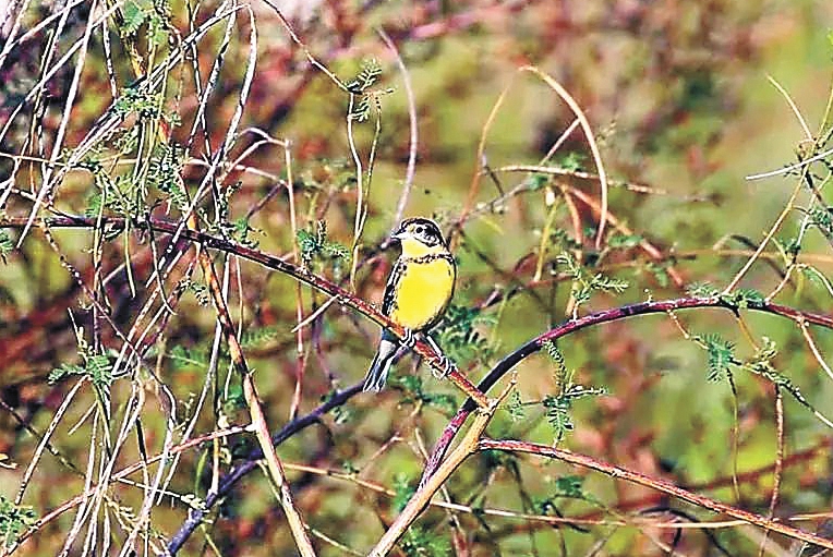 3 rare animal species spotted in Dapeng_EYESHENZHEN