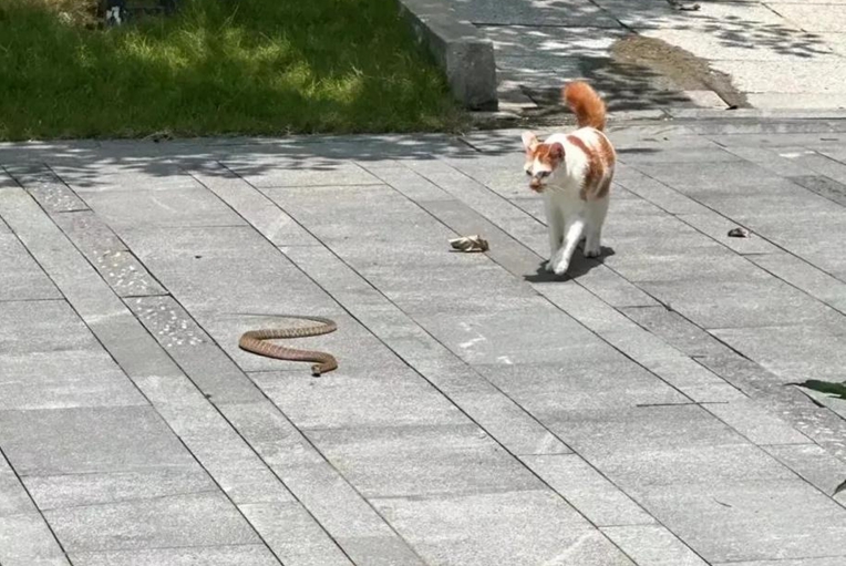 July sees surge in snake bites_EYESHENZHEN