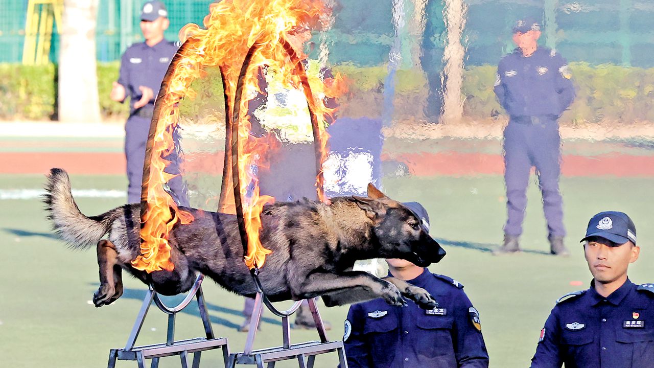 Heroic dogs | EYESHENZHEN