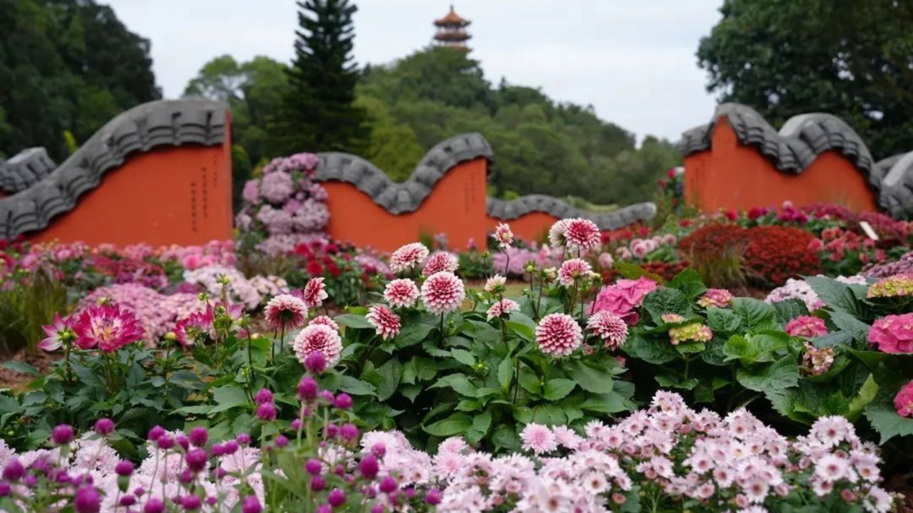 Fall's floral tapestry unfolds at garden | EYESHENZHEN